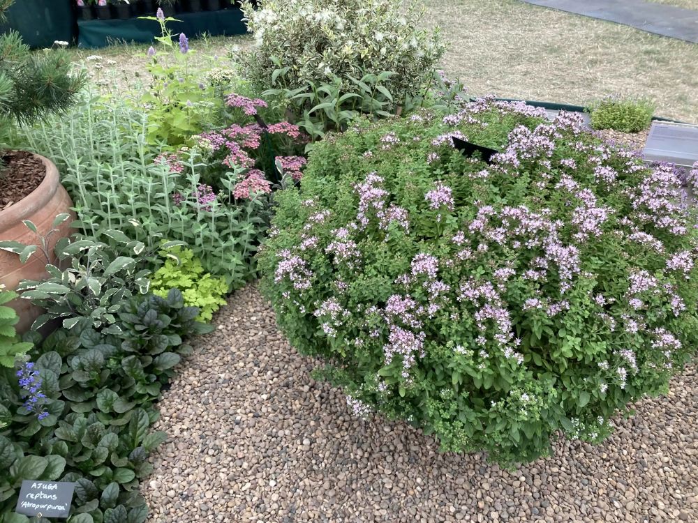 Oregano, Marjoram a Versatile and Easy to Grow Herb – Kitchen Garden ...