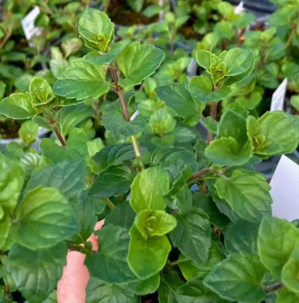 Indian Mint - Trailing Minty Herb for Hanging Baskets - UK – Kitchen ...