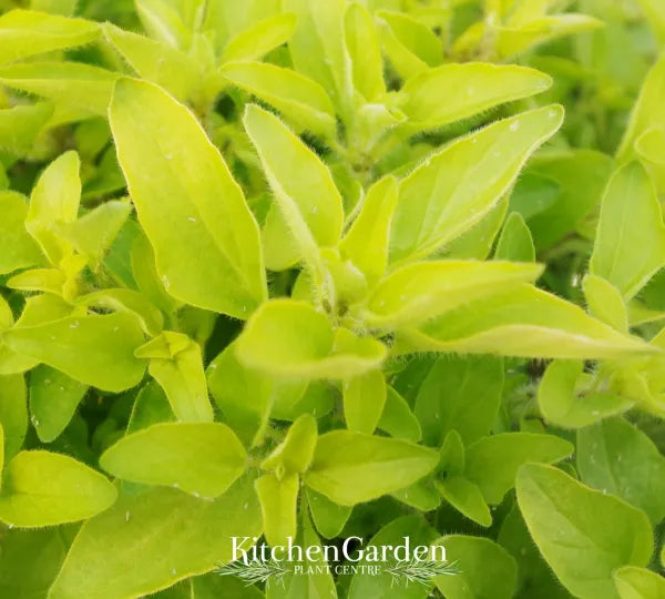 Golden Oregano - Vibrant Yellow Edible Marjoram - UK Grown – Kitchen ...