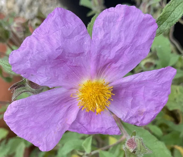 Tauric Rock Rose - Cistus incanus - Culinary Tea - UK Grown – Kitchen ...