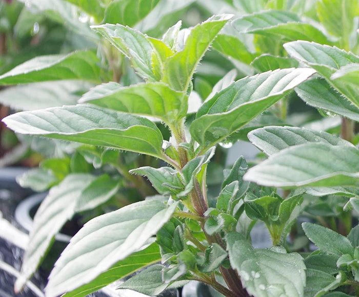 Jessica's Sweet Pear Mint | Fruity Tea & Dessert Garnish | UK Grown ...