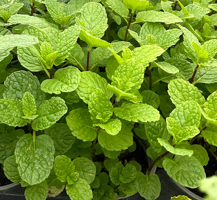 Mojito Mint Plant - Authentic Cuban Cocktail Mint - UK – Kitchen Garden ...
