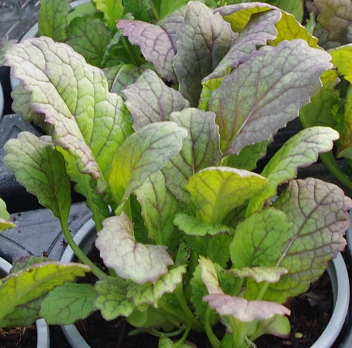 Mustard Red Giant - Peppery Salad Leaf & Stir Fry Herb - UK – Kitchen ...