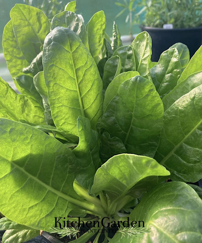 Perpetual Spinach - Hardy Beet Leaf - UK Grown – Kitchen Garden Plant ...