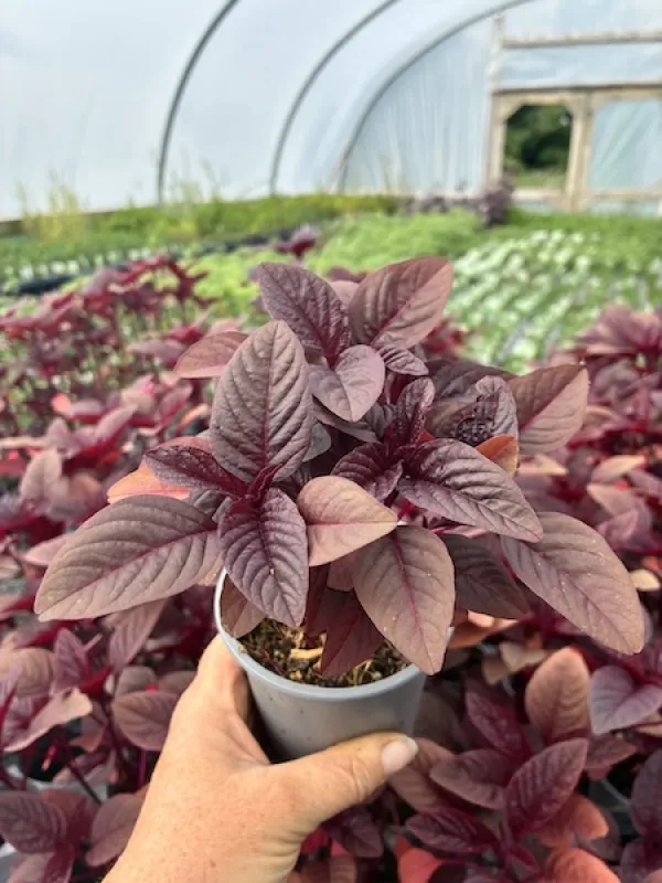 Amaranth 'Red Aztec'