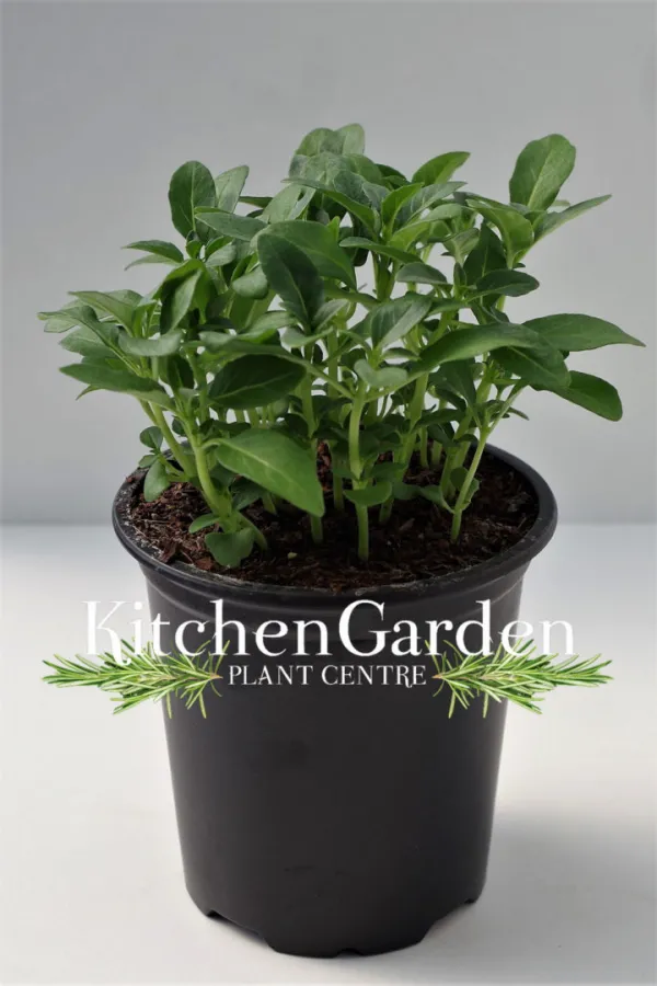 Bush Basil | Kitchen Garden Plant Centre