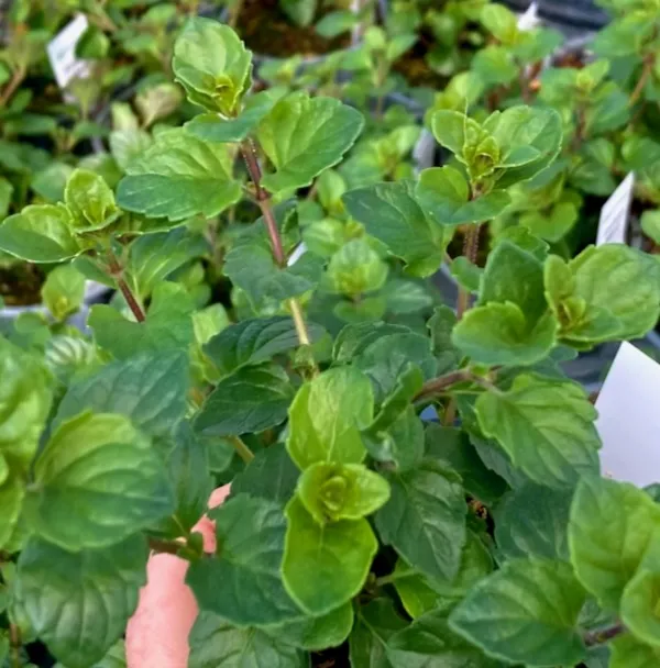 Indian Mint Satureja douglasii