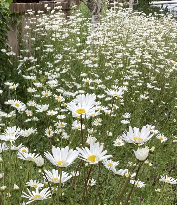 Ox-Eye Daisy | Kitchen Garden Plant Centre