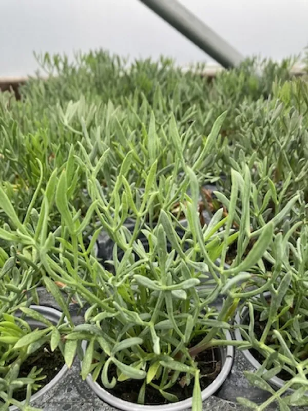 Rock Samphire | Kitchen Garden Plant Centre