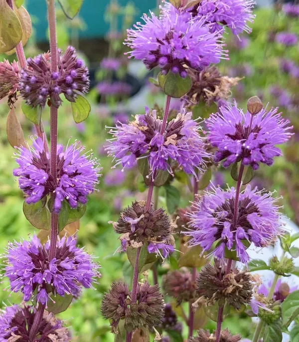 Pennyroyal Herb (Mentha pulegium 'Upright' Pennyroyal Upright)