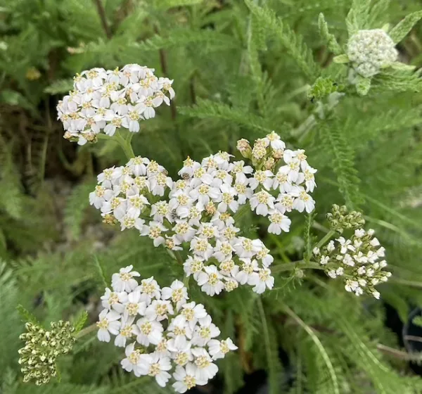 Yarrow Herb | Kitchen Garden Plant Centre