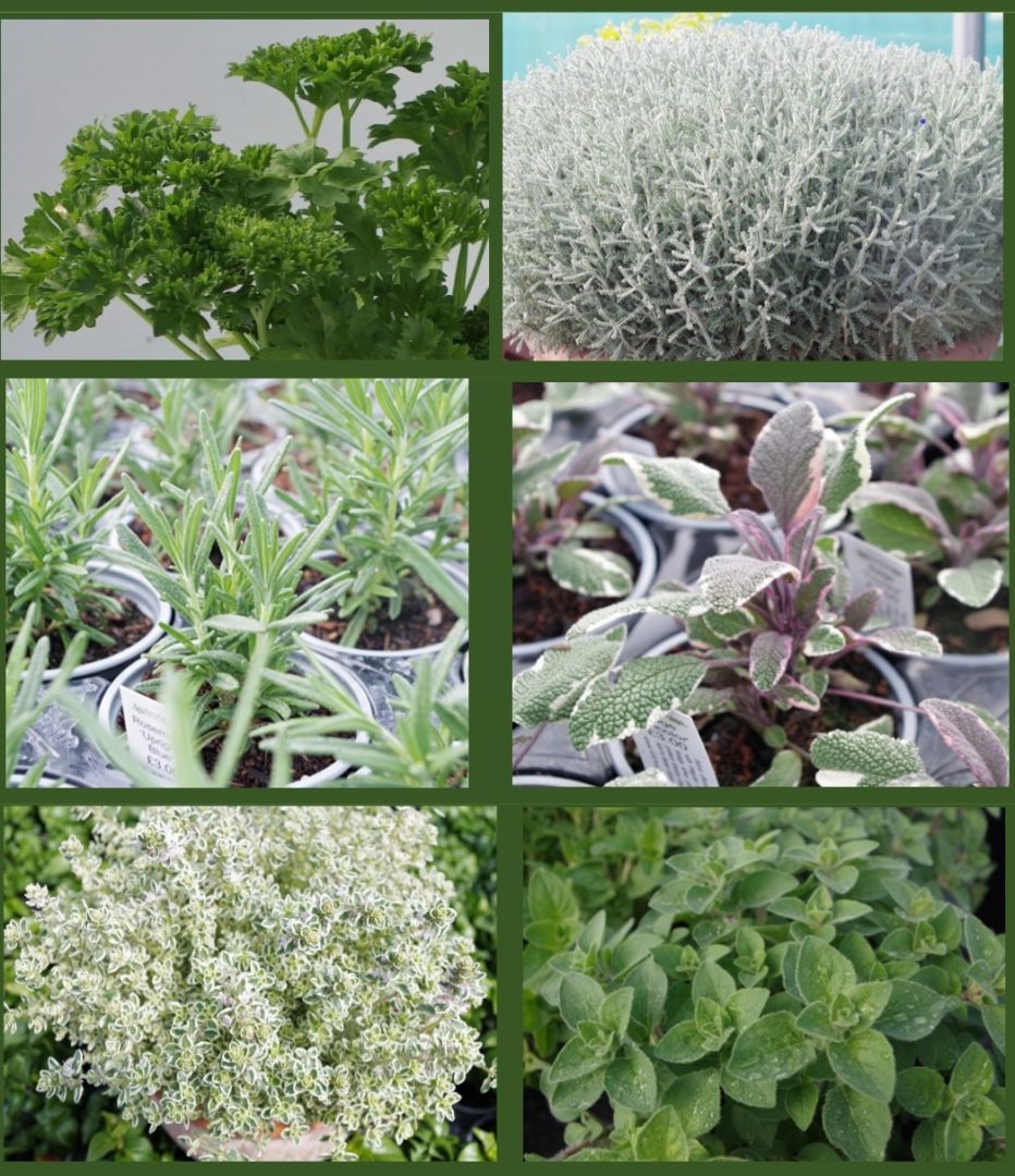 Kitchen Garden Plant Centre | Buy Herbs Online UK
