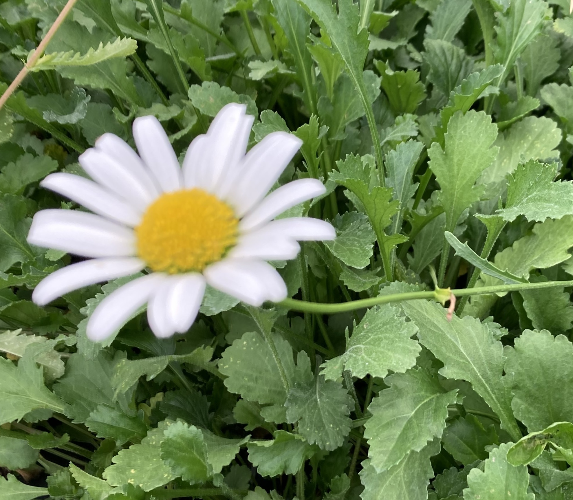 Ox-Eye Daisy | Kitchen Garden Plant Centre