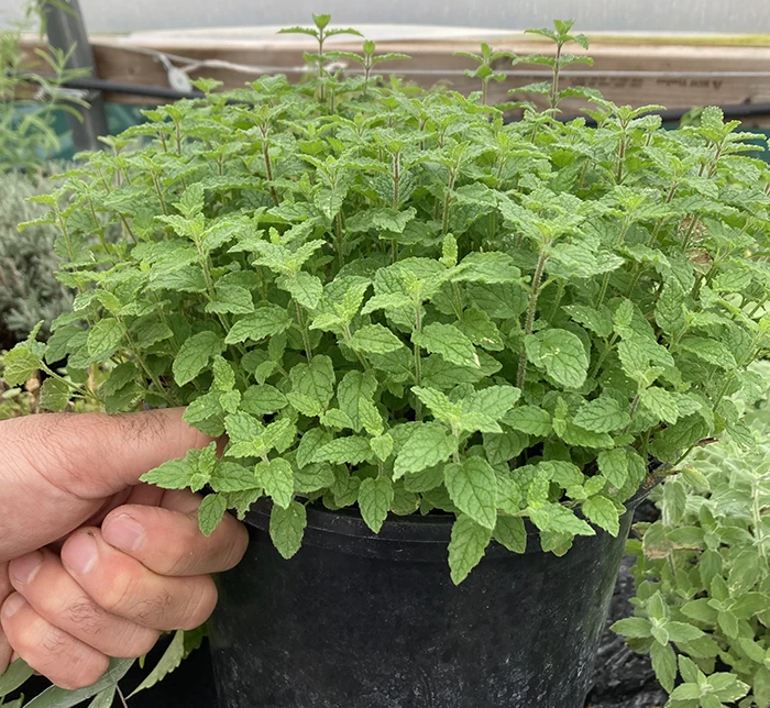 Strawberry Mint | Kitchen Garden Plant Centre