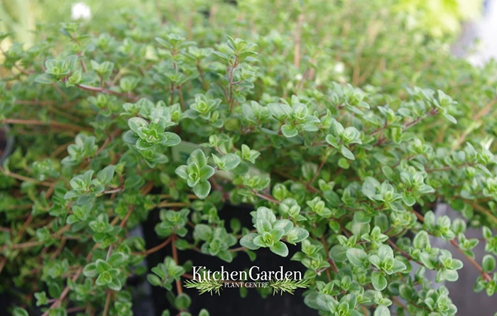Thyme Creeping Lemon | Kitchen Garden Plant Centre